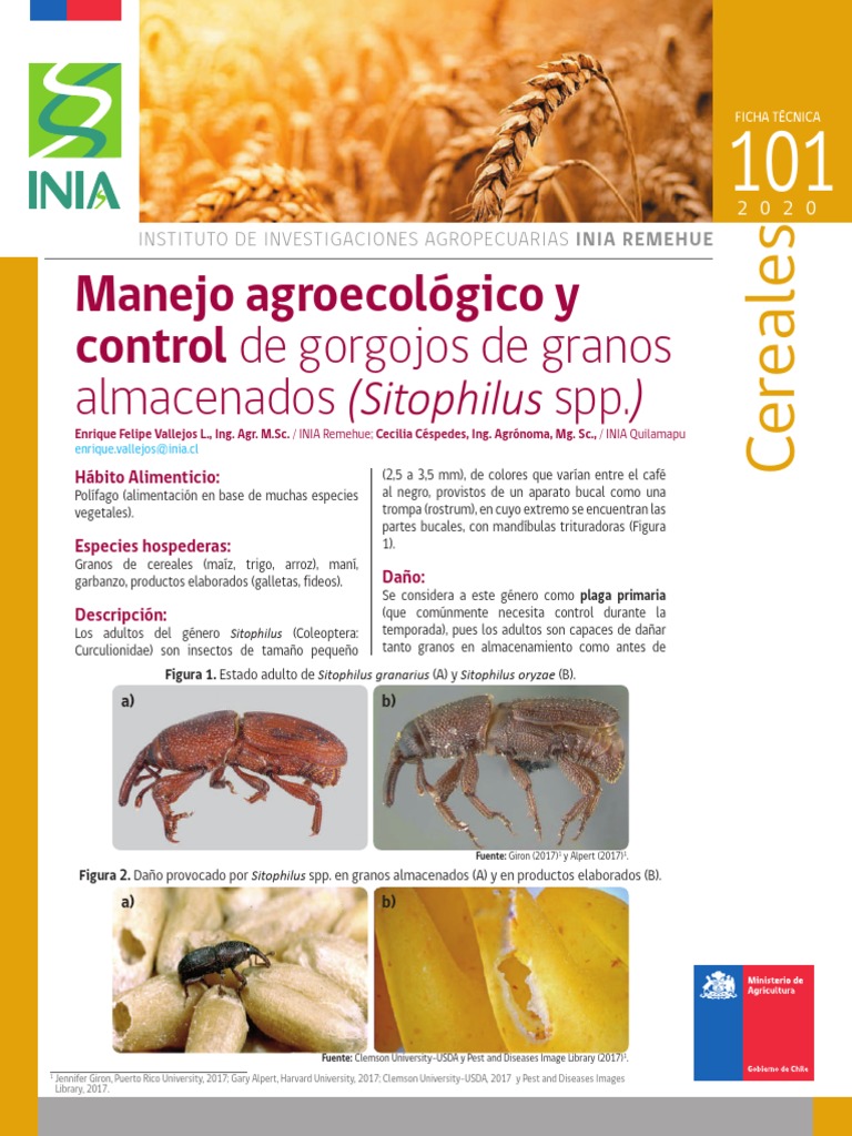 Control de Gorgojos en Granos Almacenados | PDF | Insectos | Arroz