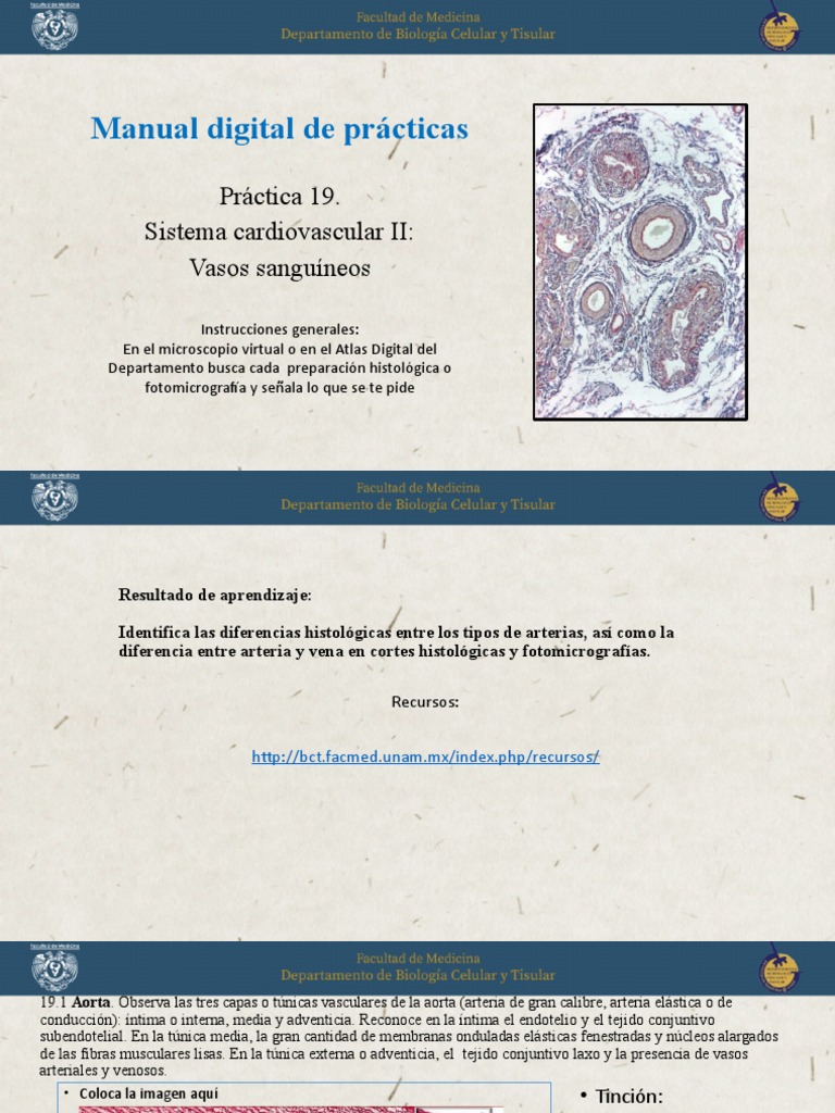 Practica 19. Sistema Cardiovascular II | PDF | Artería | Tejido conectivo