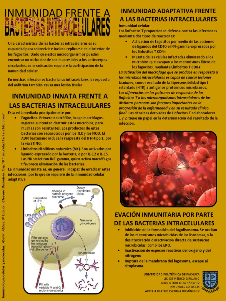 Infografia Bacterias Intracelulares | PDF | Sistema inmune | Fagocito