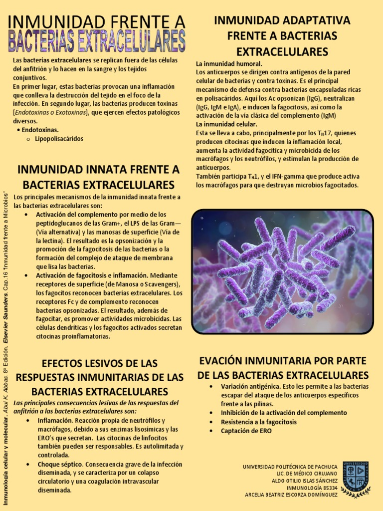 Infografia Bacterias Extracelulares | PDF