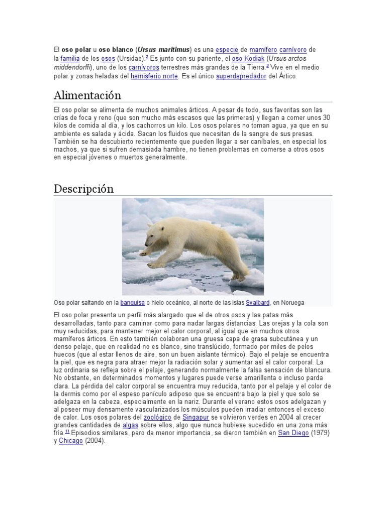 Oso Polar: Características y Reproducción | PDF | Oso polar | Animales ...