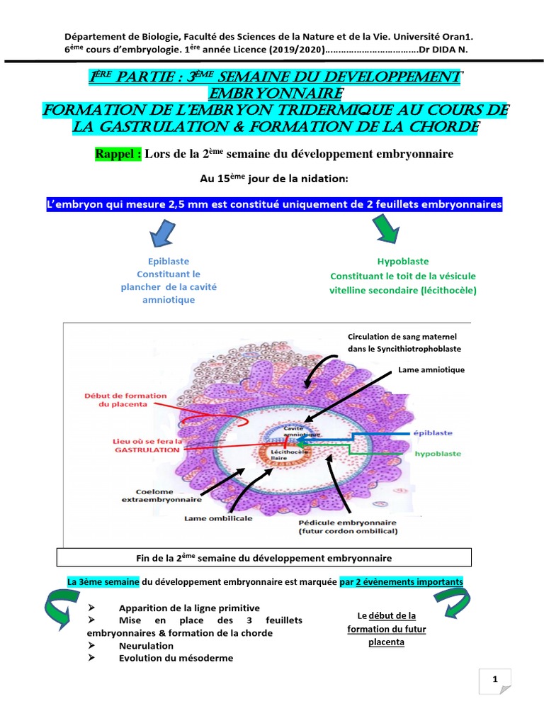 Gastrulation et Formation de la Chorde | PDF | Zoologie | la reproduction