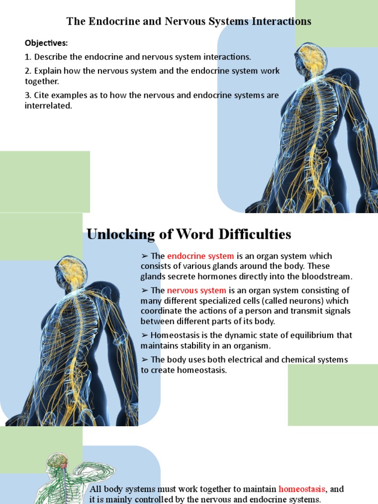 Endocrine and Nervous System Interactions | PDF | Endocrine System ...