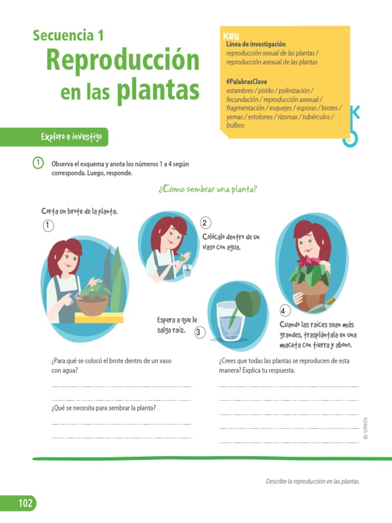 Reproducción de Plantas: Sexual y Asexual | PDF | Reproducción | Flores