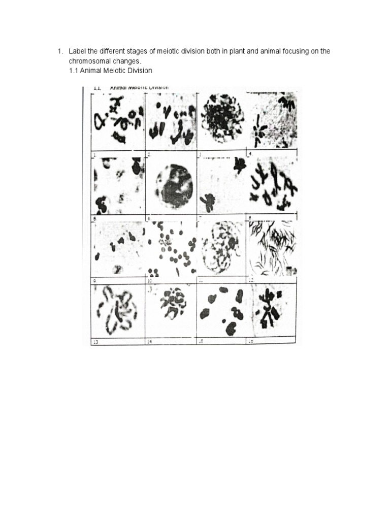 Activity 5 | PDF | Meiosis | Sexual Reproduction