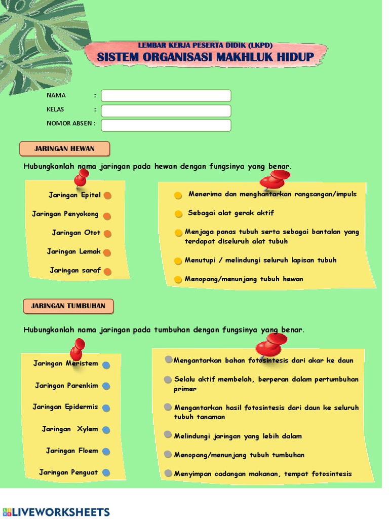 Soal Organ Dan Sistem Organ | PDF