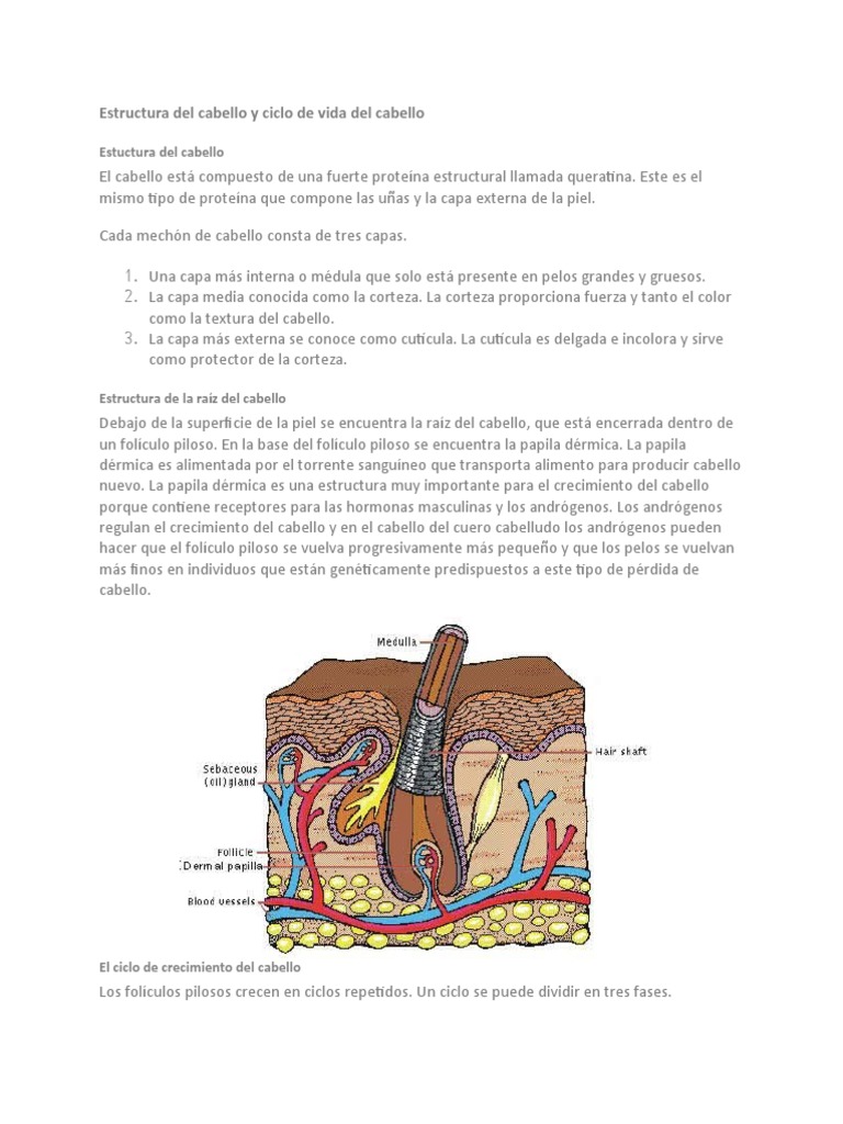 Cabello | PDF | Pelo | Sistema tegumentario