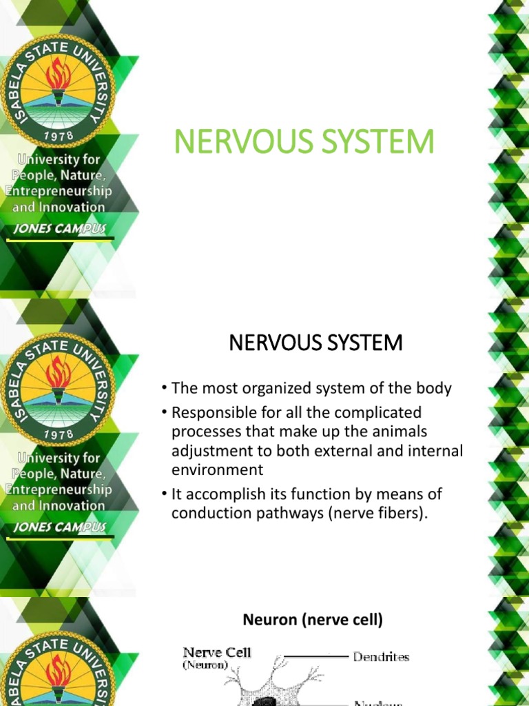Module 2d - The Nervous System | PDF