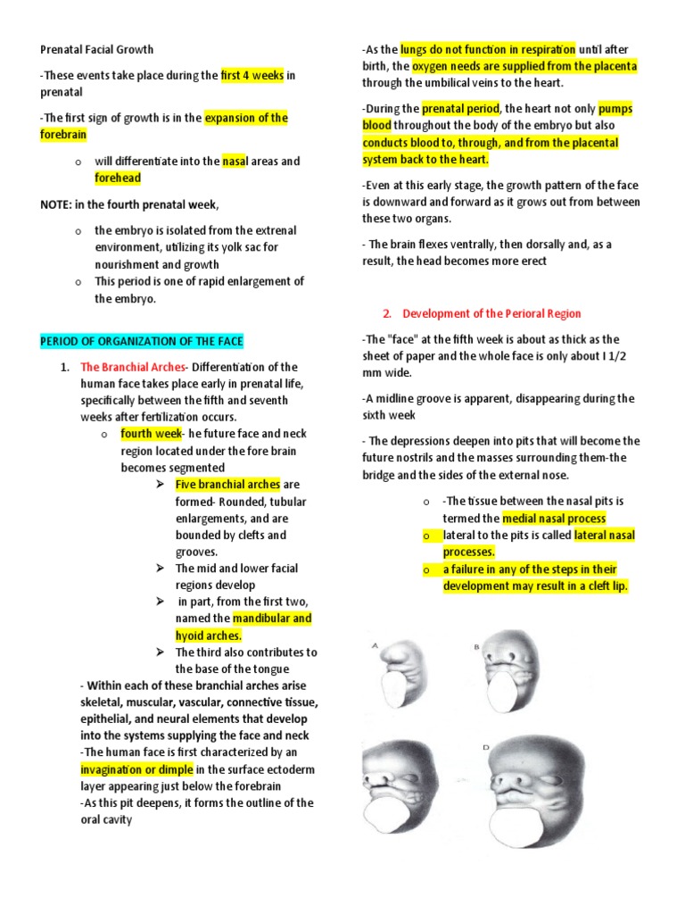 Prenatal Facial Development Stages | PDF | Tongue | Skull