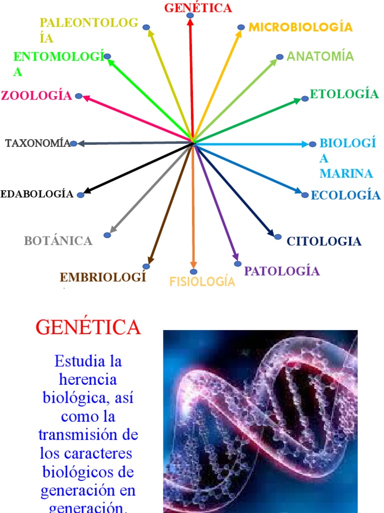 Ramas de la Biología y sus Definiciones | PDF | Ciencias sociales ...