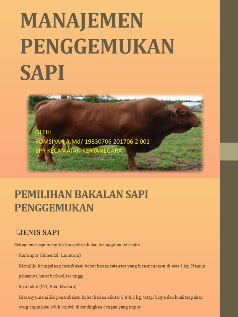 Manajemen Penggemukan Sapi | PDF