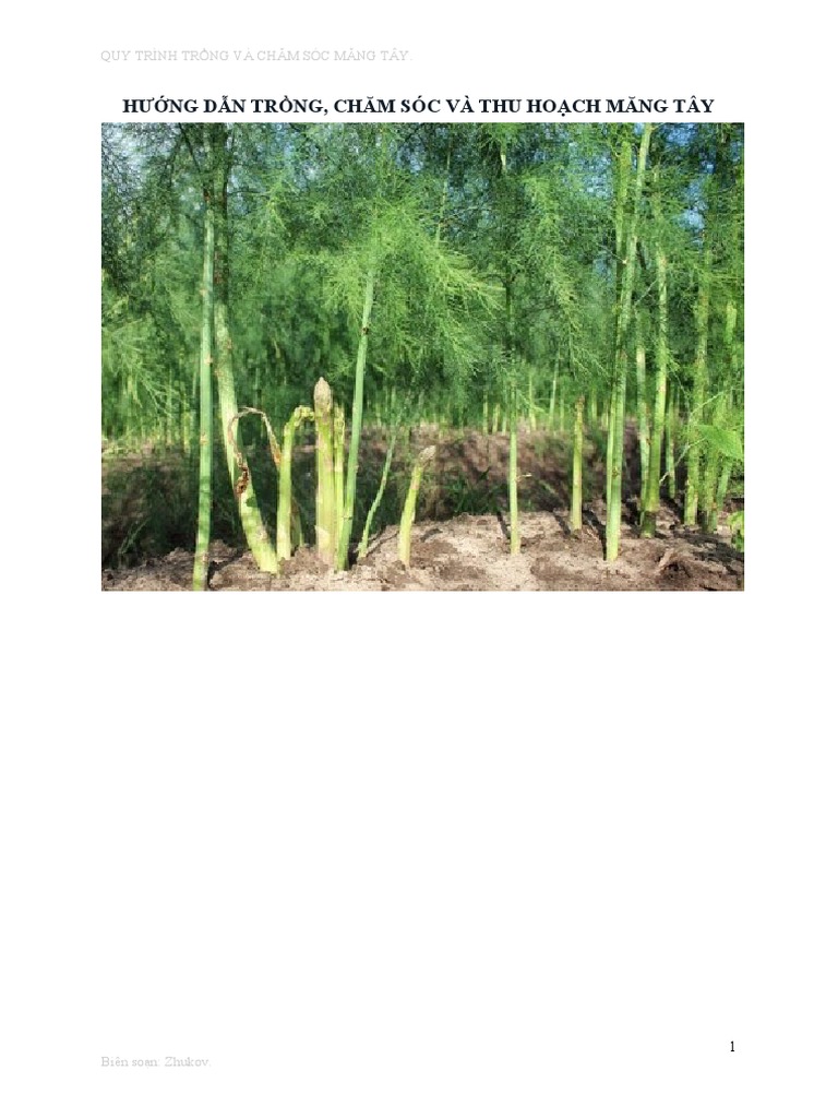 Hướng dẫn chi tiết cách trồng và chăm sóc măng tây (dang sua lan 2) | PDF