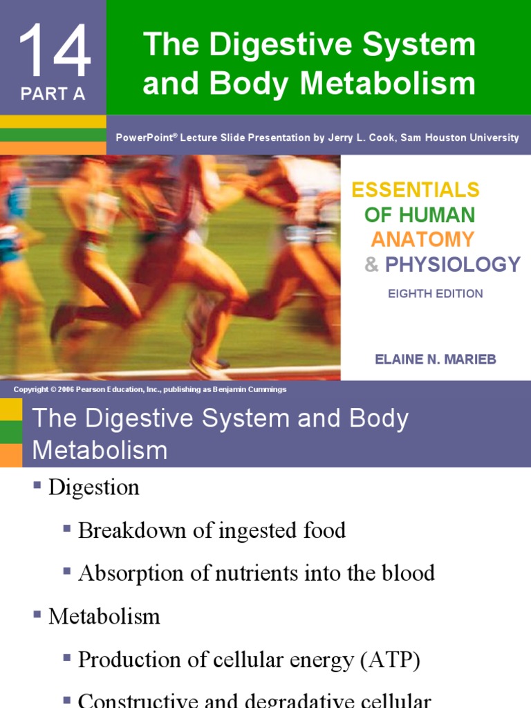 MODULE 23 The Digestive System | PDF | Stomach | Human Digestive System