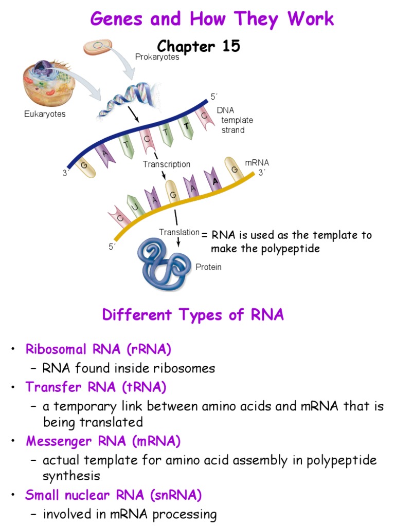Chapter 15 BIO 1510 | PDF | Ribosome | Translation (Biology)