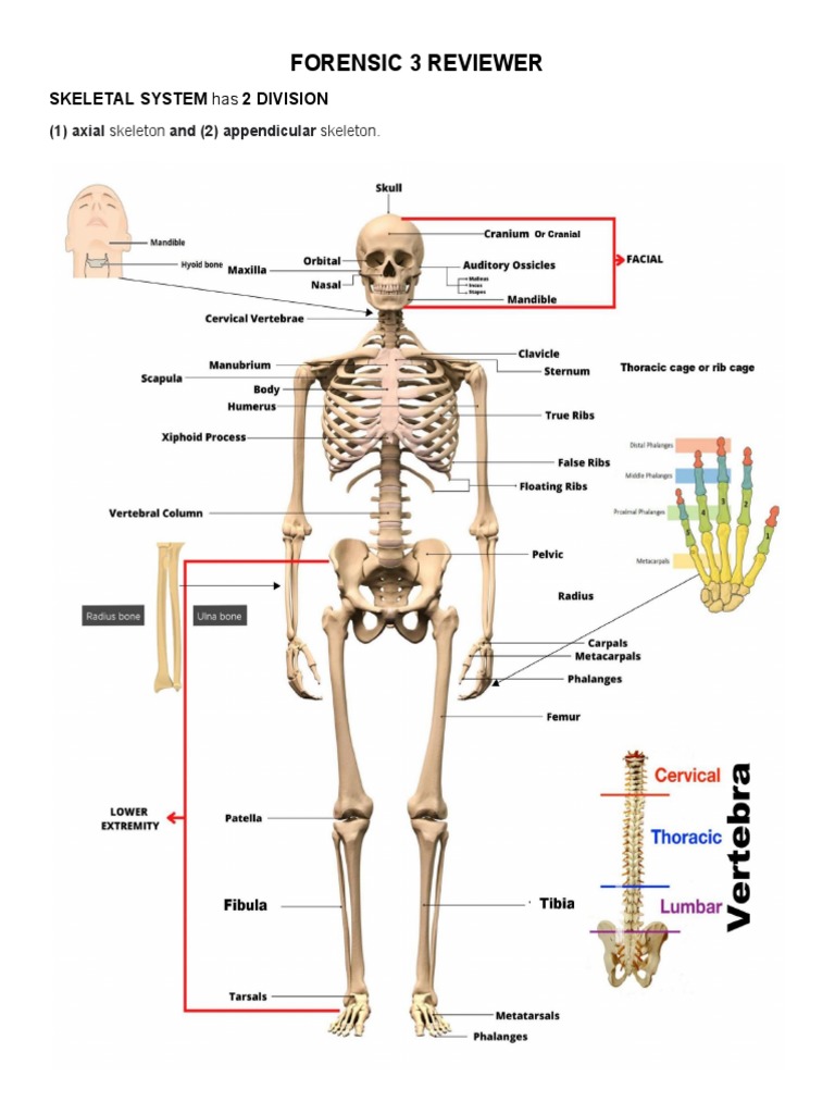 FORENSIC 3 REVIEWER Final | PDF | Skeleton | Drugs