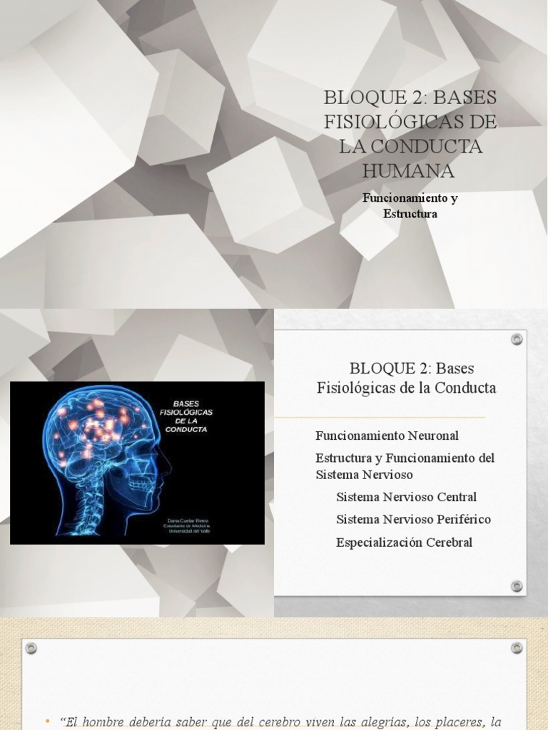 BLOQUE 2.psico | PDF | Sistema nervioso | Cerebro