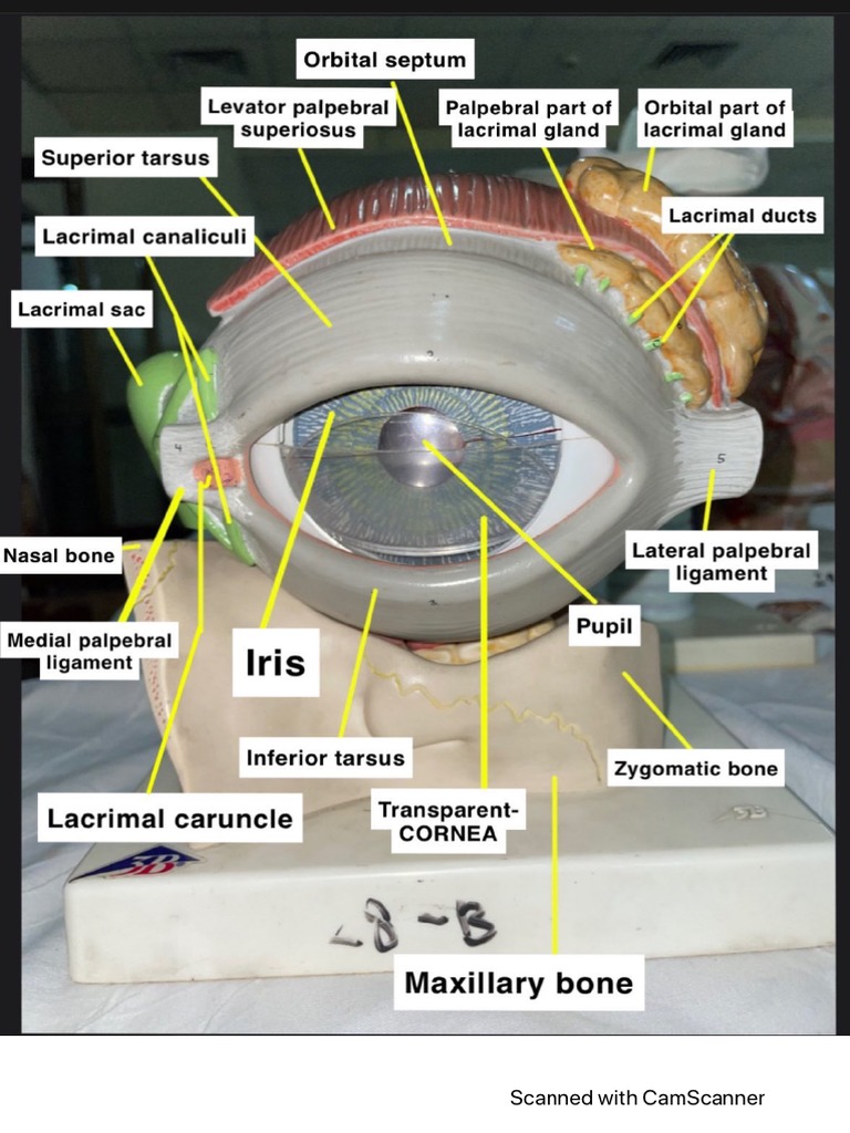 Eye Labled Ospe | PDF