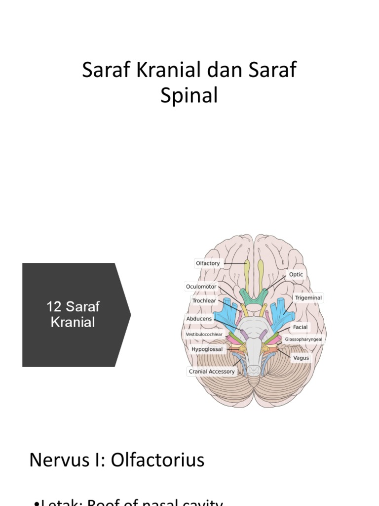 Panduan Lengkap Saraf Kranial dan Spinal | PDF