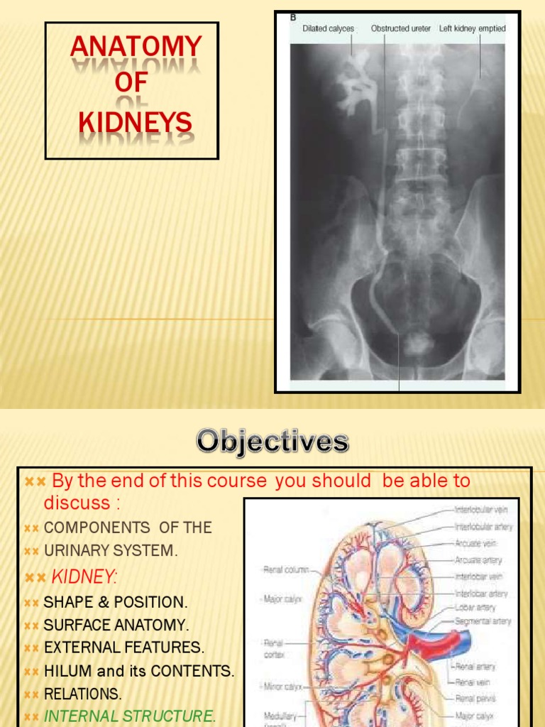 1 - Anatomy of Kidneys | PDF | Kidney | Medical Specialties