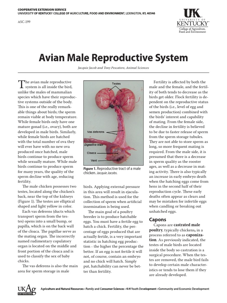 ASC199 | PDF | Reproductive System | Birds