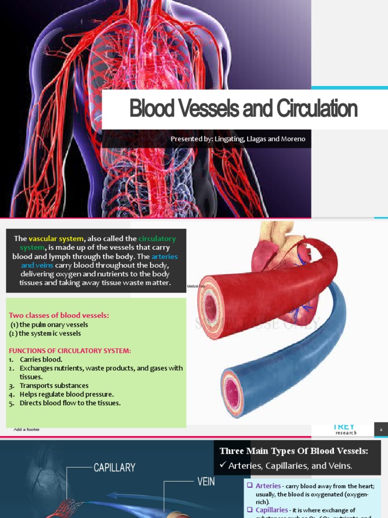 Blood Vessels and Circulation | PDF | Aorta | Vein