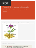 Fotosíntesis y Respiración Celular-II-parte | PDF
