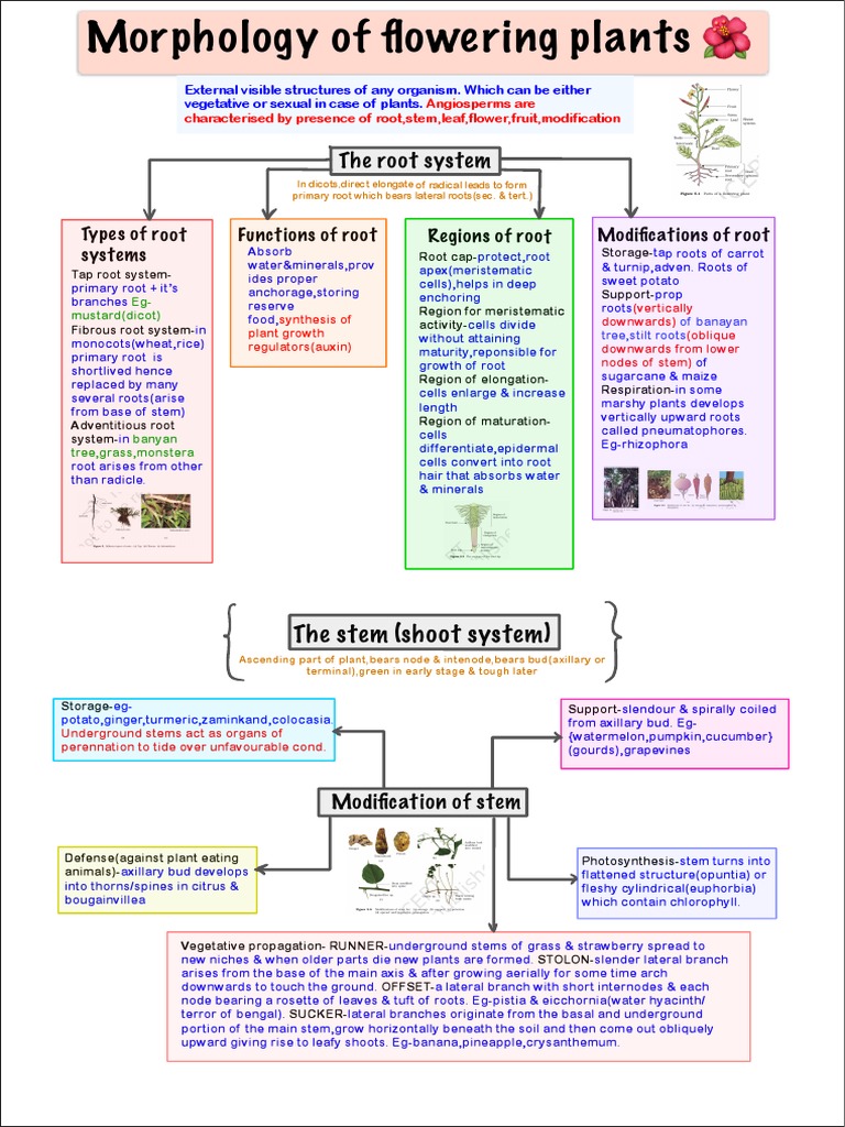 Morphology of Flowering Plants Mind Map | PDF | Leaf | Flowers