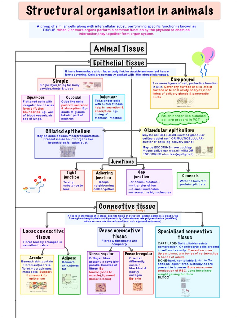 Structural Organisation in Animals Mind Map | PDF | Epithelium ...