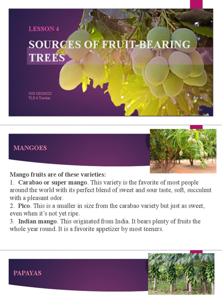 Agri Lesson 4 Sources of Fruit Bearing Trees | PDF | Mango | Orange (Fruit)