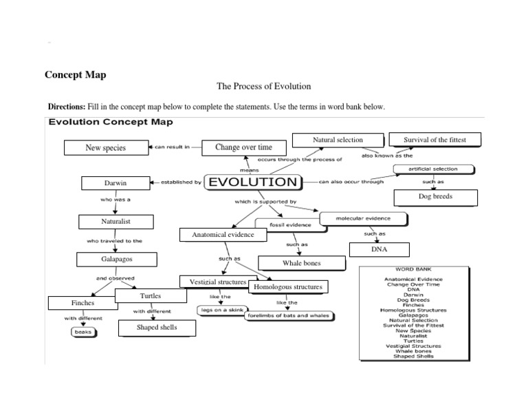 Worksheet Processmof Evolution | PDF