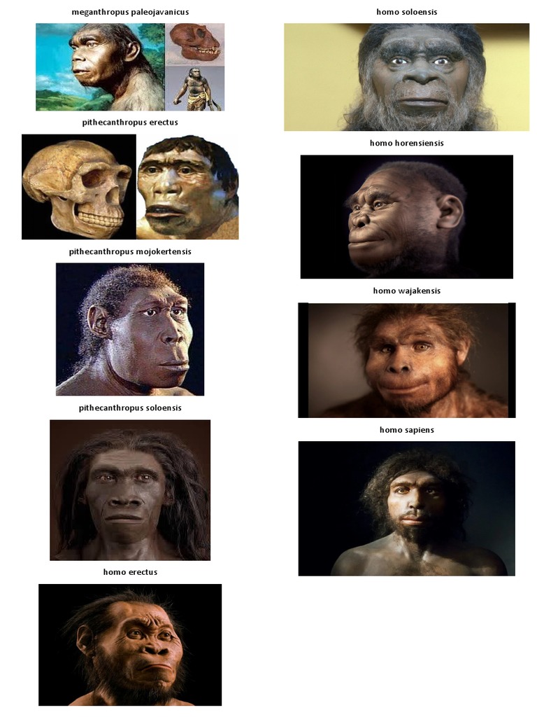 Meganthropus Paleojavanicus | PDF