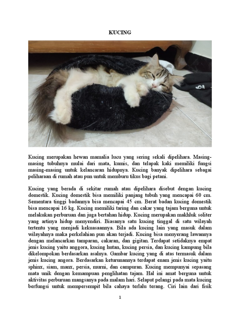 Teks Observasi Hewan Kucing | PDF