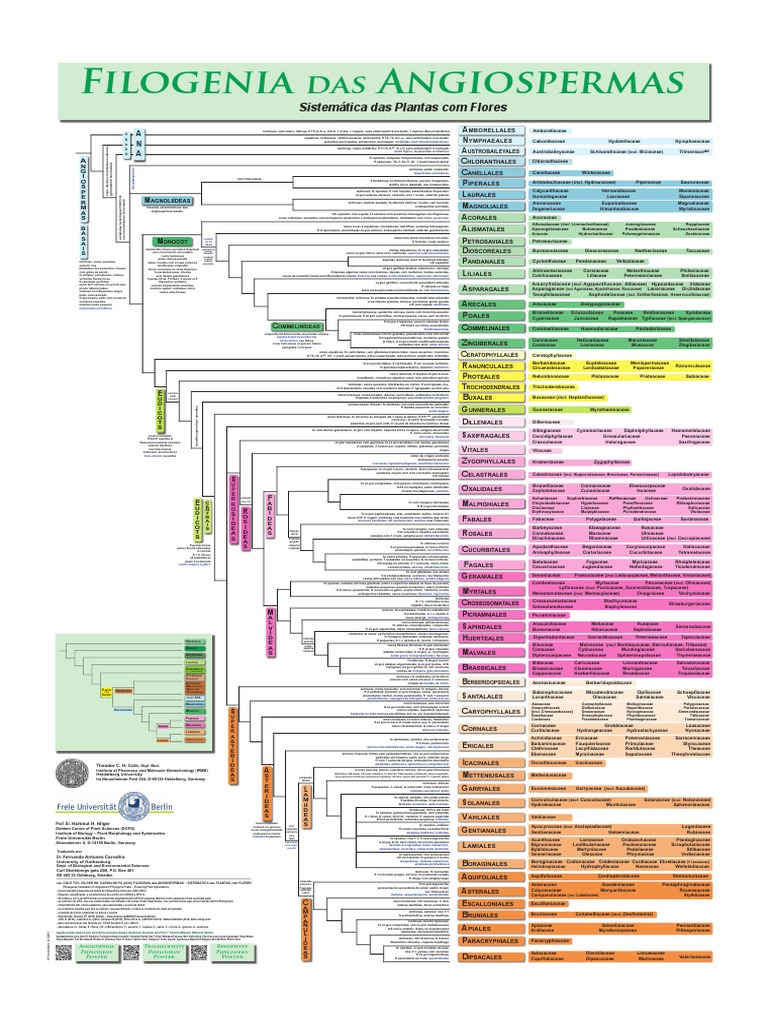 Poster - Filogenia Das Angiospermas - APG IV | PDF | Plantas | Botânica