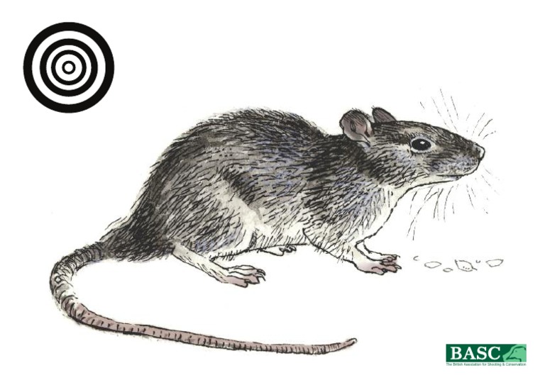 British Shooting & Conservation | PDF