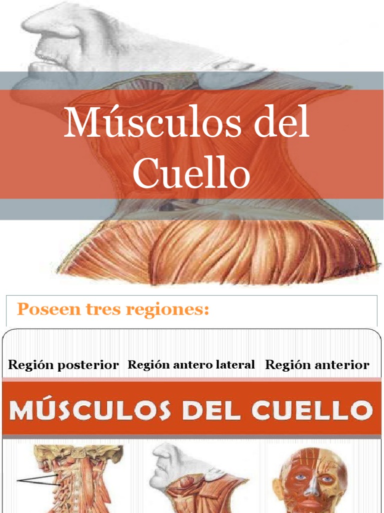 Musculos Del Cuello | PDF | Anatomía humana | Sistema musculoesquelético