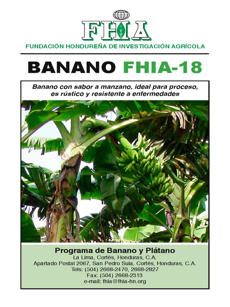 Fhia-18 Banano Resistente A La Sigatoka y Foc r4t | PDF | Plantas ...