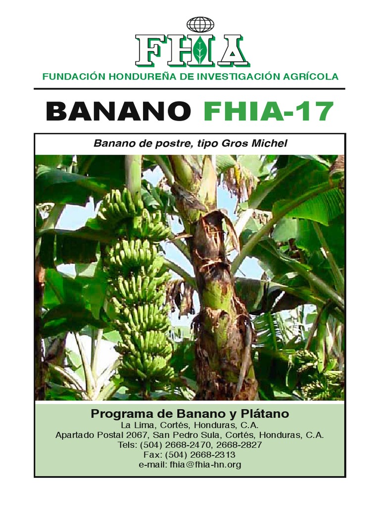 Fhia-17 Banano Resistente A La Sigatoka | PDF