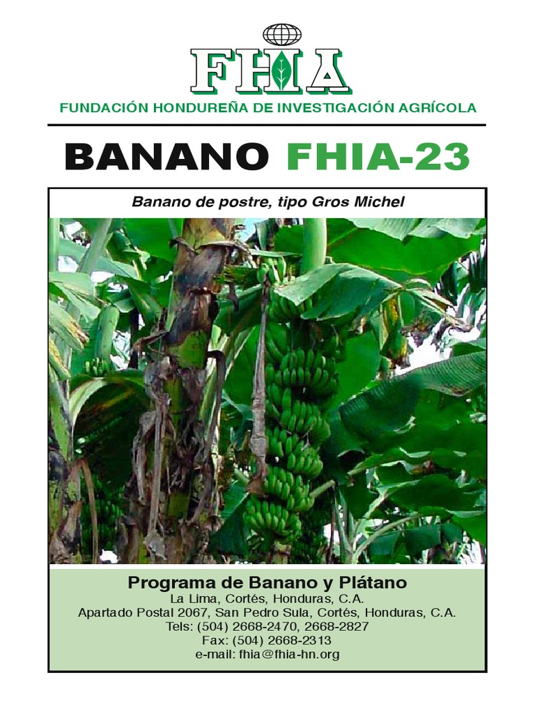Fhia-23 Banano Resistente A La Sigatoka | PDF | Plantas | Botánica