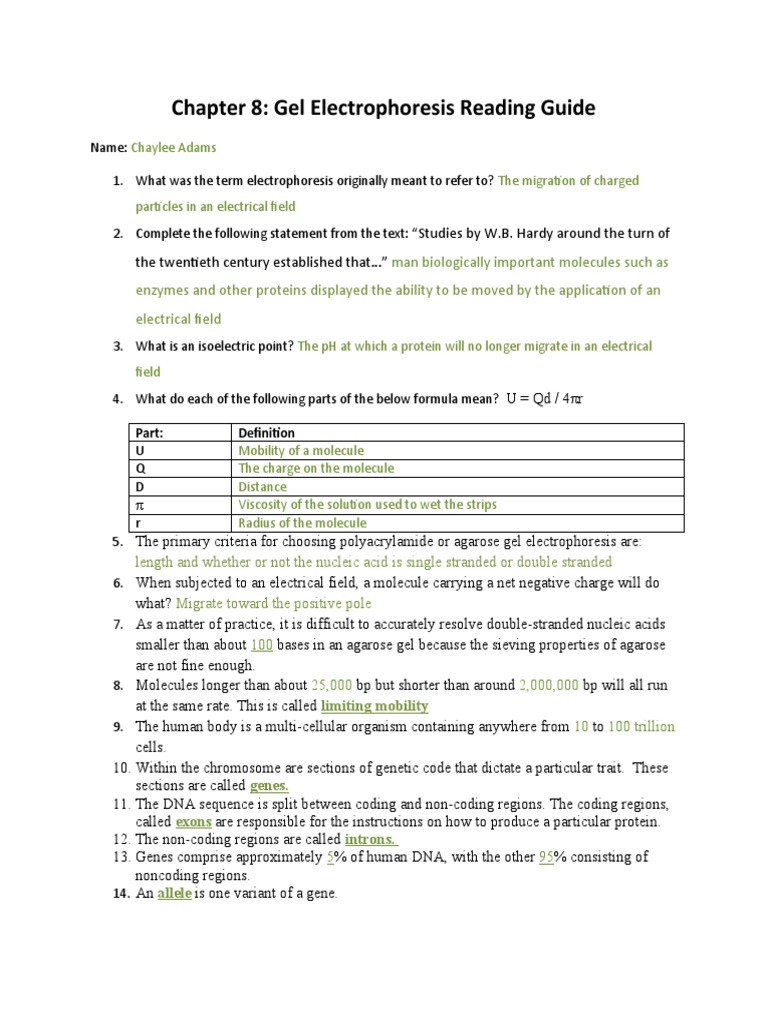 Chapter 8 Gel Electrophoresis Reading Guide Edited and Done | PDF | Gel ...