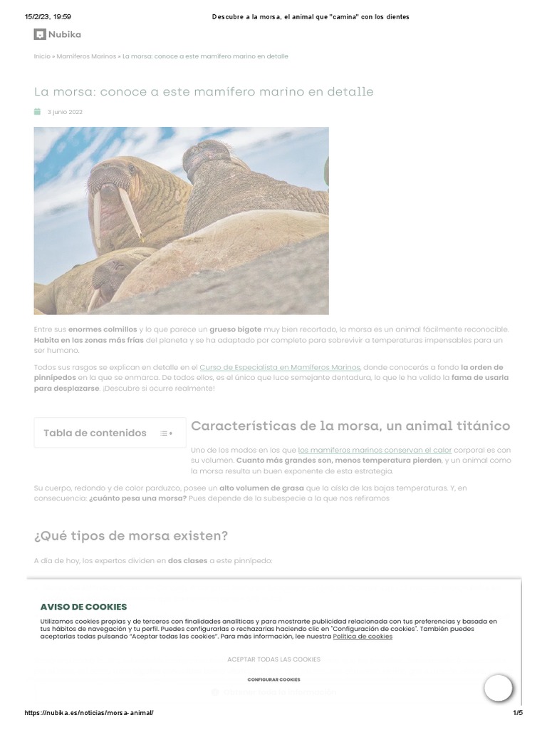 Descubre Morsa, El Anima | PDF | Mamíferos | Mamíferos marinos
