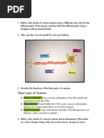 Reflex Arc Worksheet | PDF