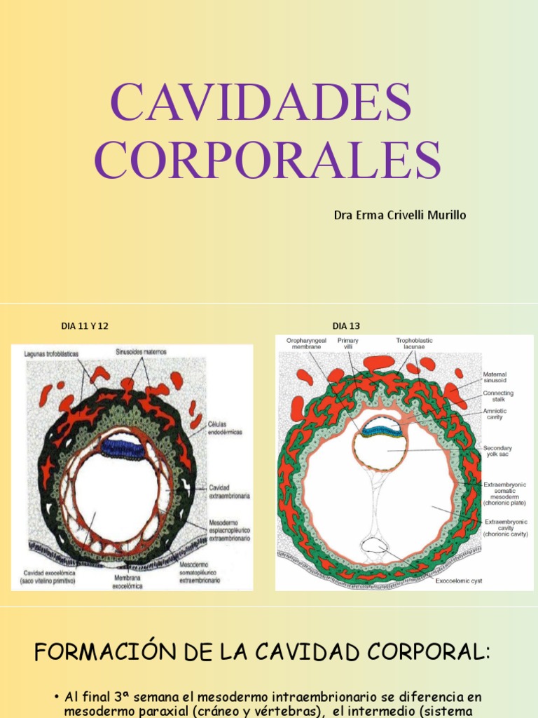 CAVIDADES_CORPORALES | PDF | Tórax | Anatomía