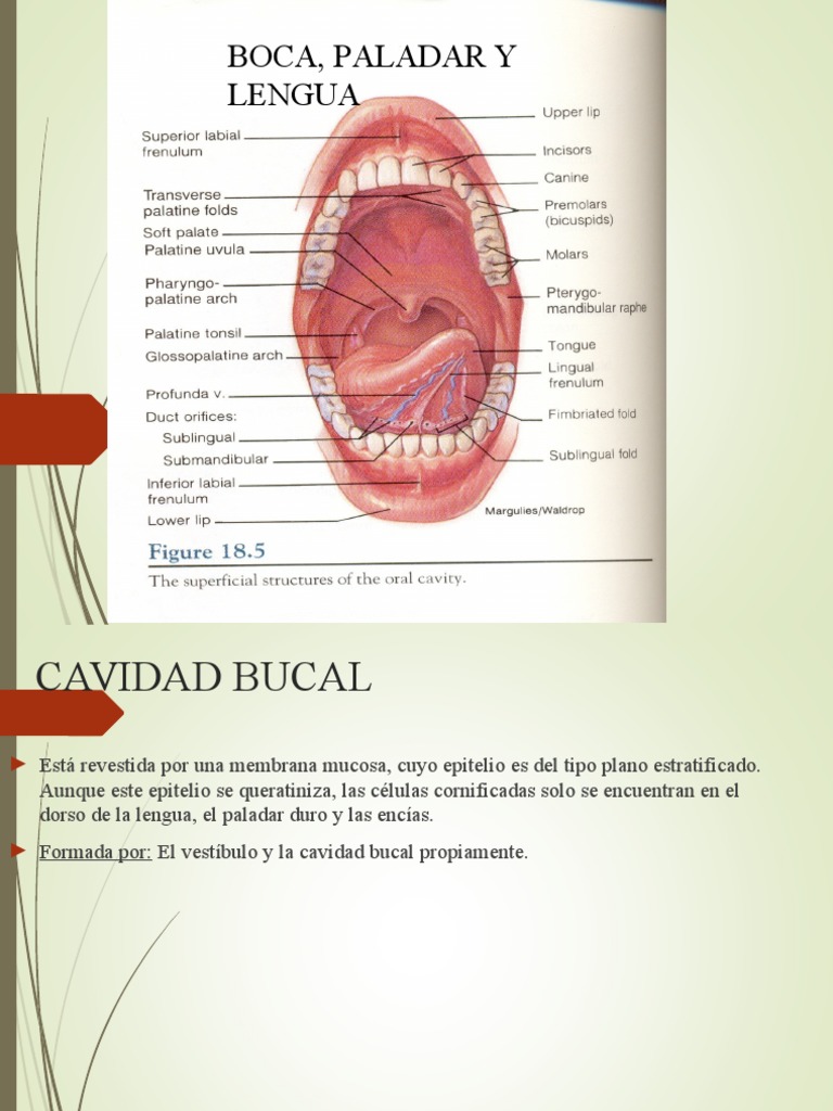Boca, Esófago y Estómago | PDF | Estómago | Esófago