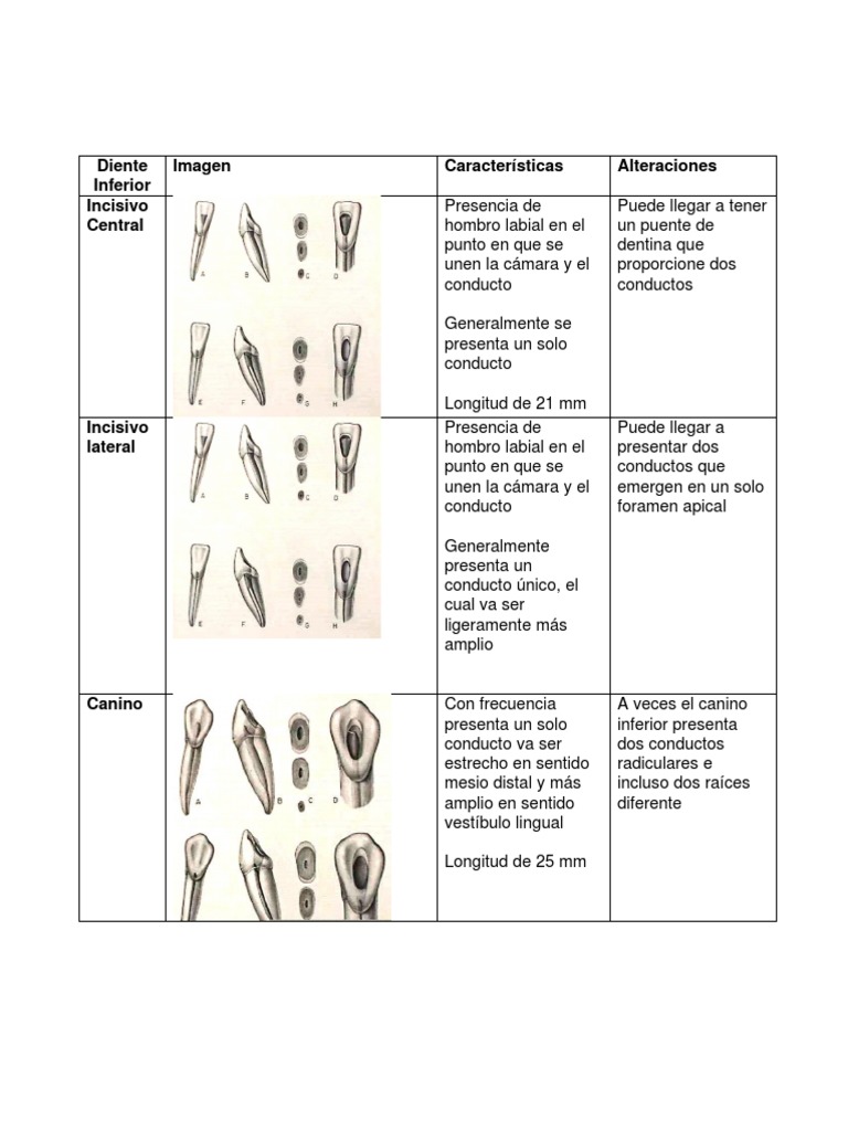 Anatomia de Conductos de Dientes Inferiores | PDF | Odontología | Boca