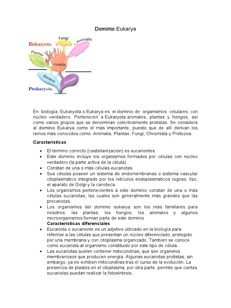 Dominio Eukarya: Características y Reinos | PDF | Eucariotas | Algas
