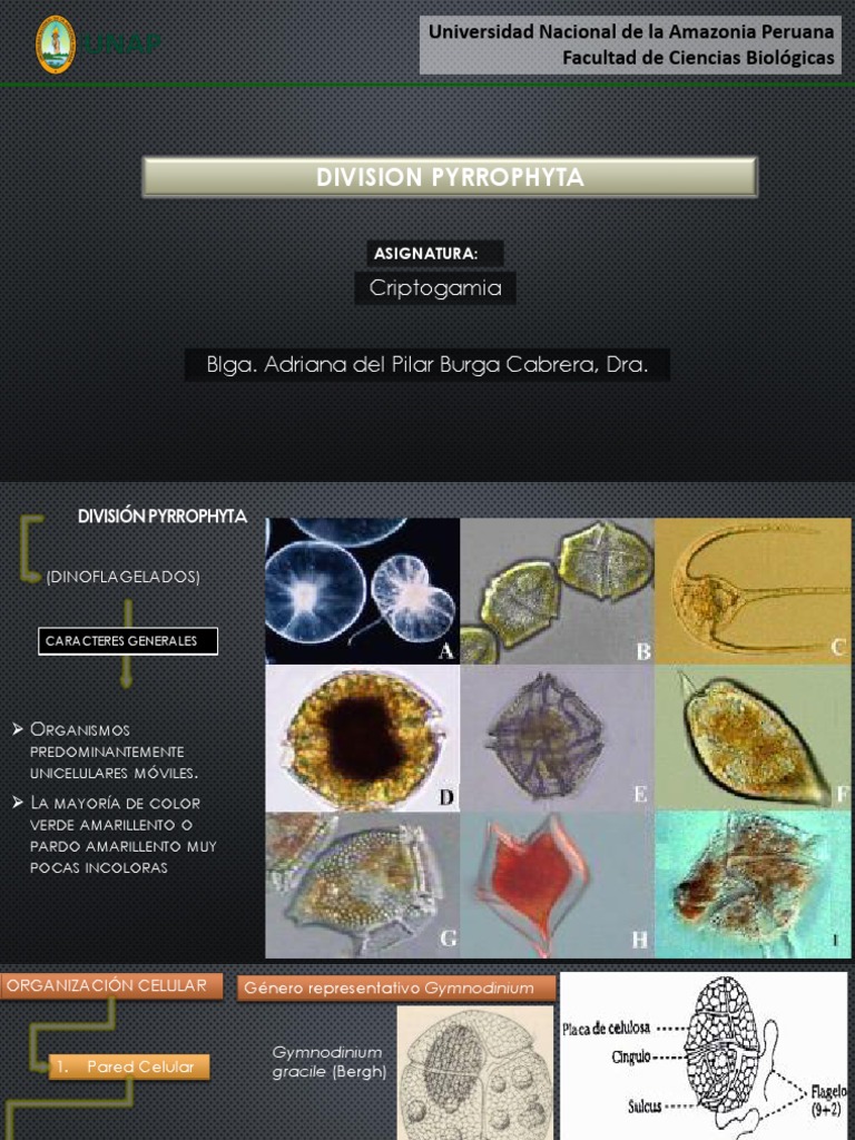 Division Pyrrophyta | PDF | Procesos biologicos | Organismos