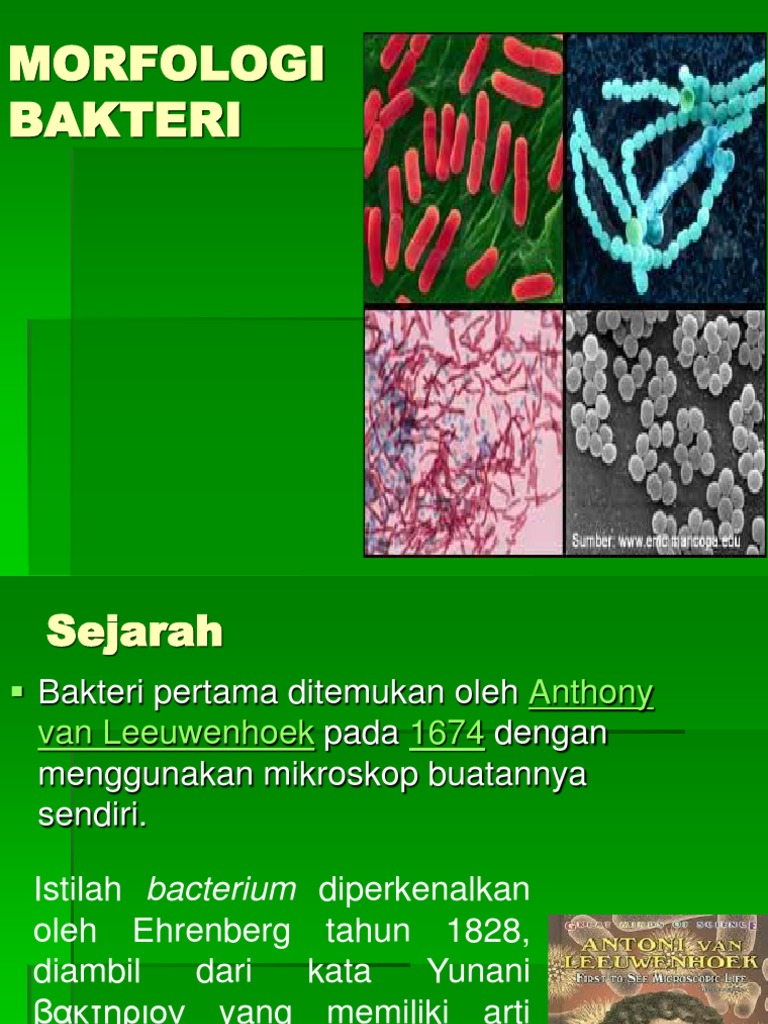 1b.MORFOLOGI BAKTERI | PDF
