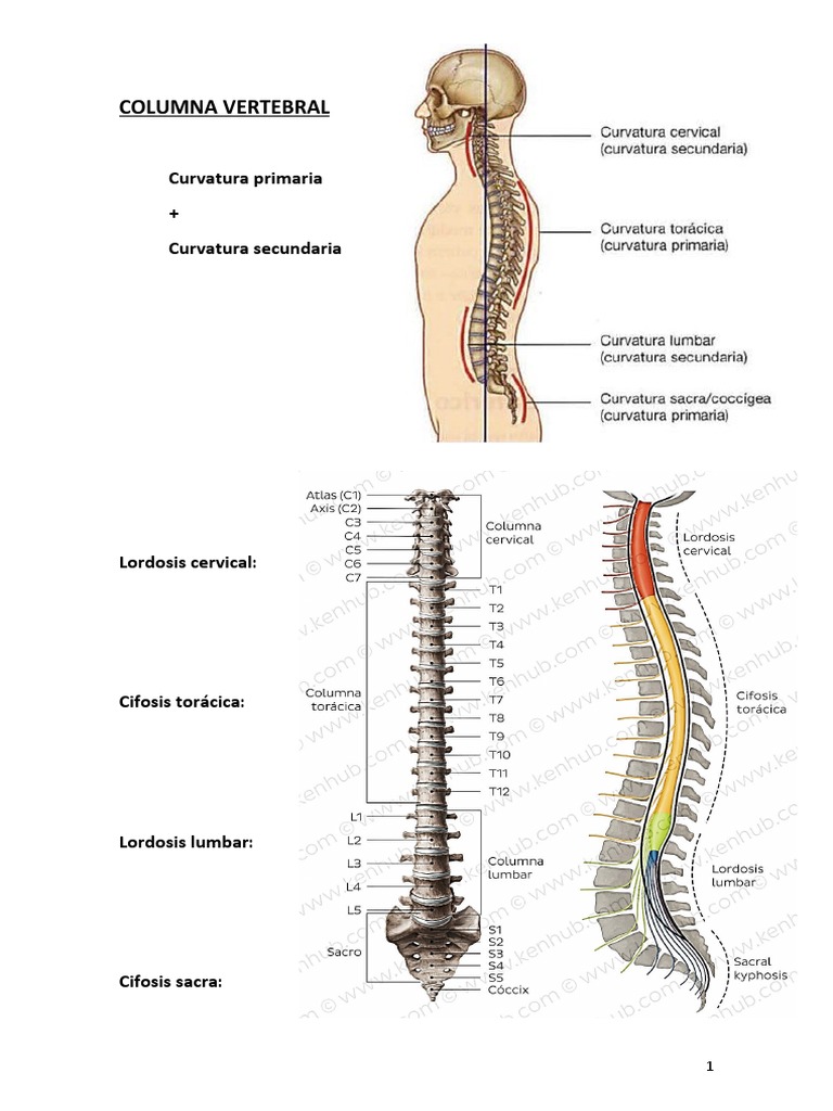 Anato, Columna Vertebral | PDF | Vértebra | La columna vertebral