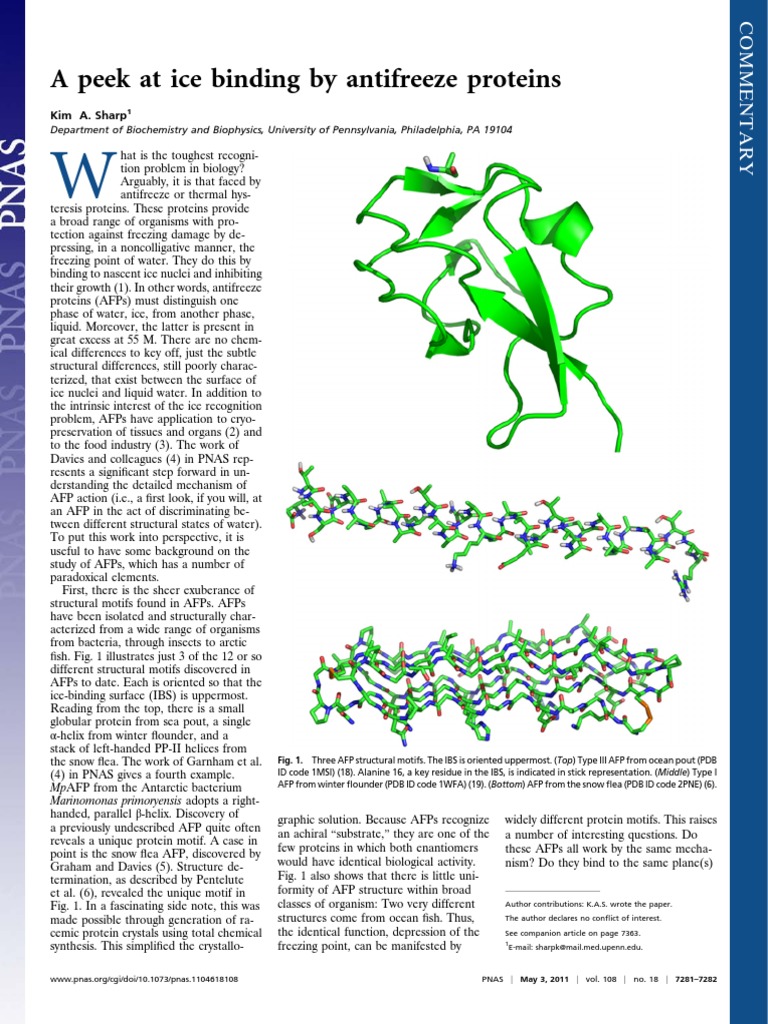 A Peek at Ice Binding by Antifreeze Proteins | PDF | Solvation | Alpha ...