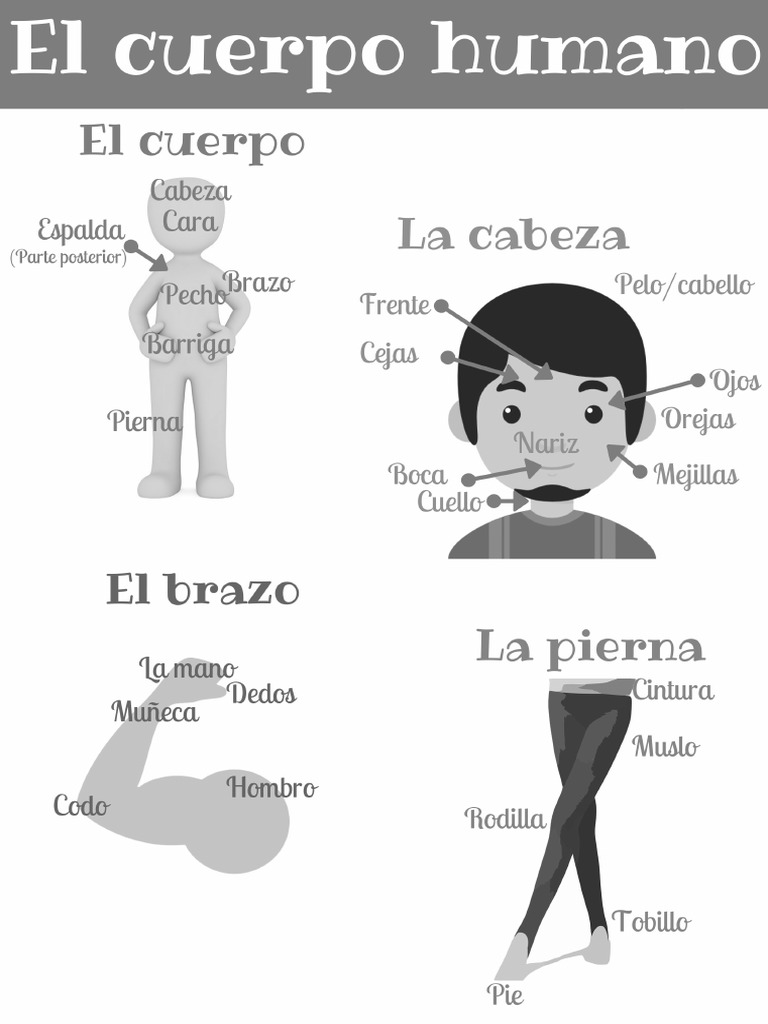 El Cuerpo Humano Imprimir Pdf